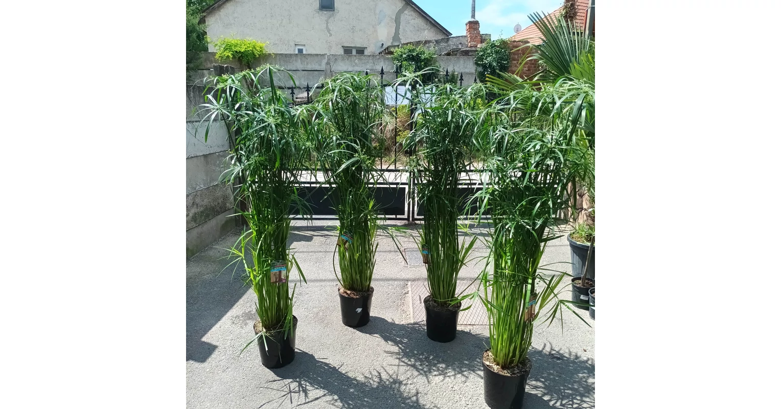 Cyperus alternifolius